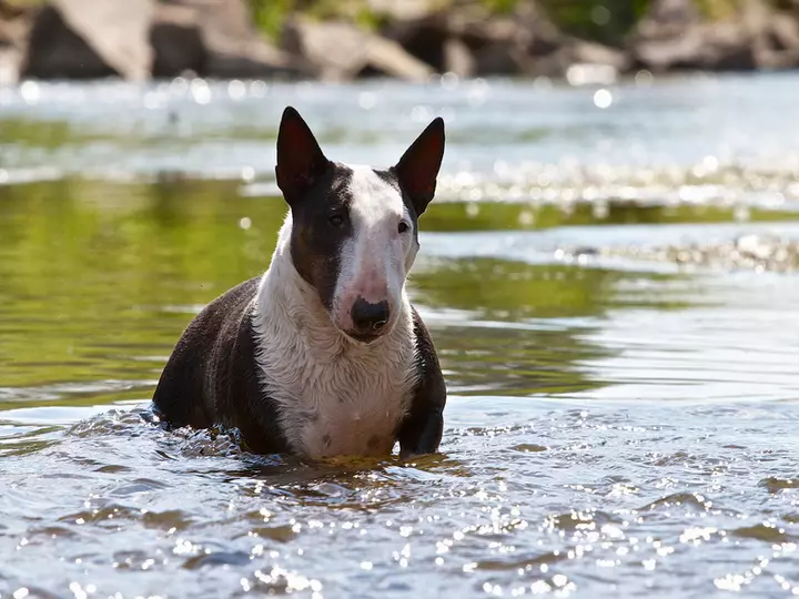 Bull Terrier: unha descrición detallada da raza canina con fotos e vídeos 4937_13