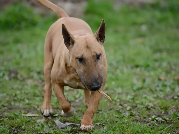 Bull Terrier: unha descrición detallada da raza canina con fotos e vídeos 4937_14