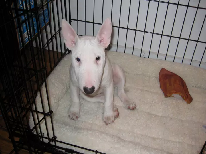 Bull Terrier: unha descrición detallada da raza canina con fotos e vídeos 4937_15