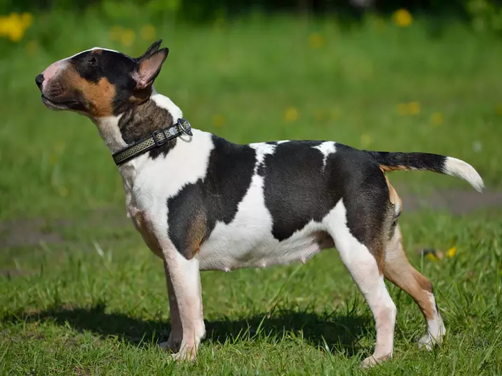 Bull Terrier: unha descrición detallada da raza canina con fotos e vídeos 4937_16