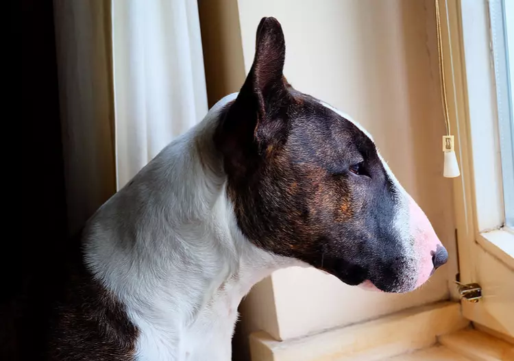 mantendo bull terrier