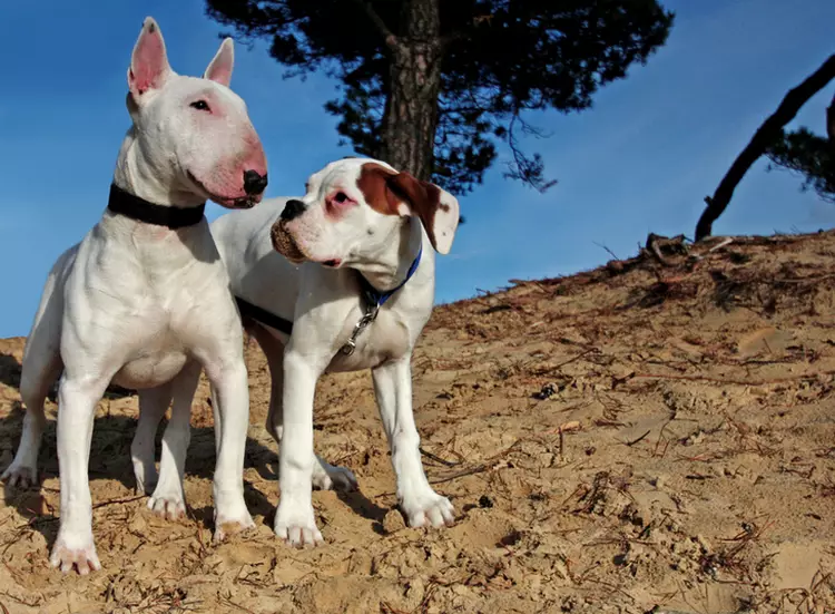 personaxe bull terrier