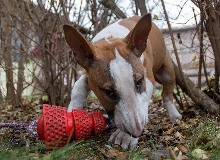 xoguetes para bull terrier