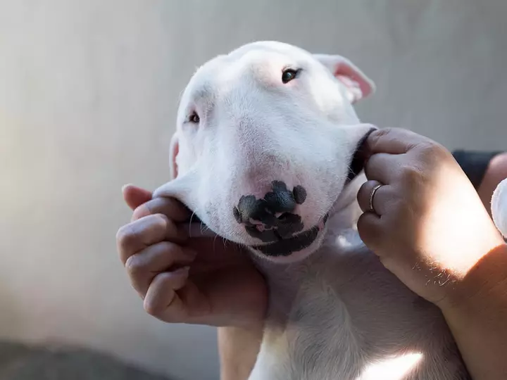 Bull Terrier: unha descrición detallada da raza canina con fotos e vídeos 4937_7