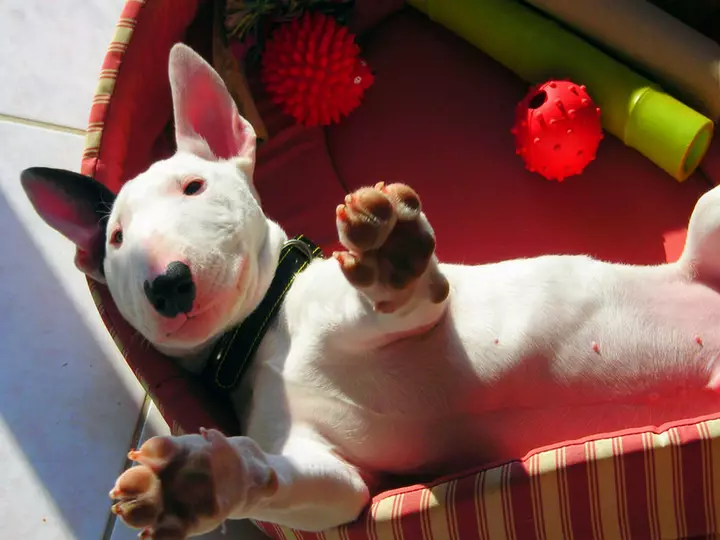 Bull Terrier: unha descrición detallada da raza canina con fotos e vídeos 4937_8