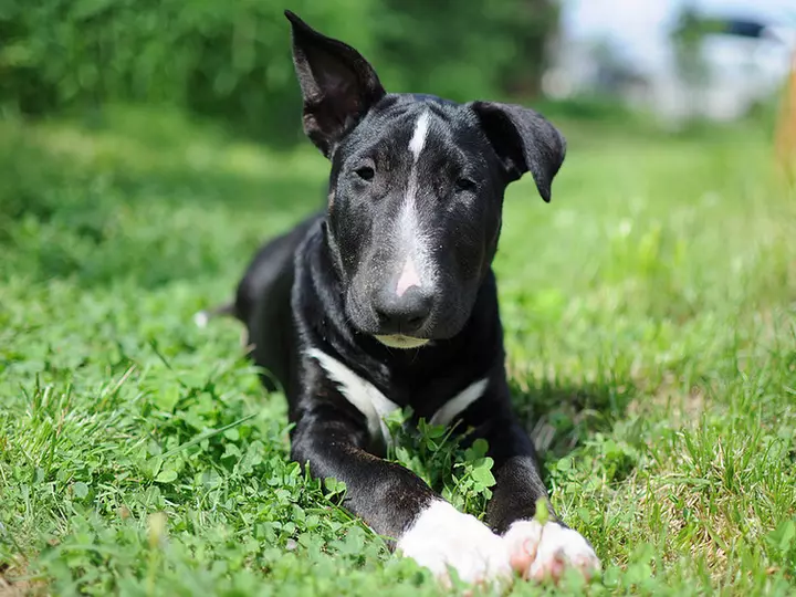 Bull Terrier: unha descrición detallada da raza canina con fotos e vídeos 4937_9