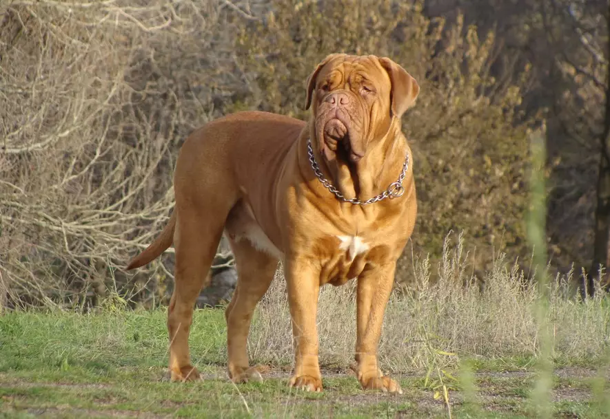 Dogue de Bordeaux (สุนัขพันธุ์หนึ่งฝรั่งเศส)