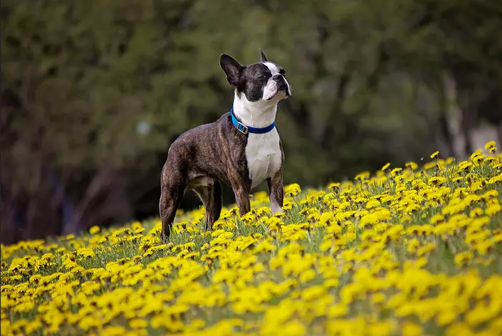 O foliga vaaia o Boston Terrier