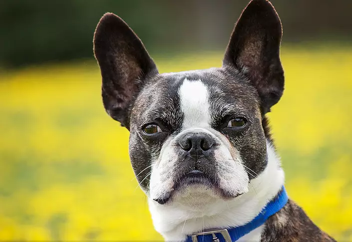 Chó sục Boston (Boston Terrier)