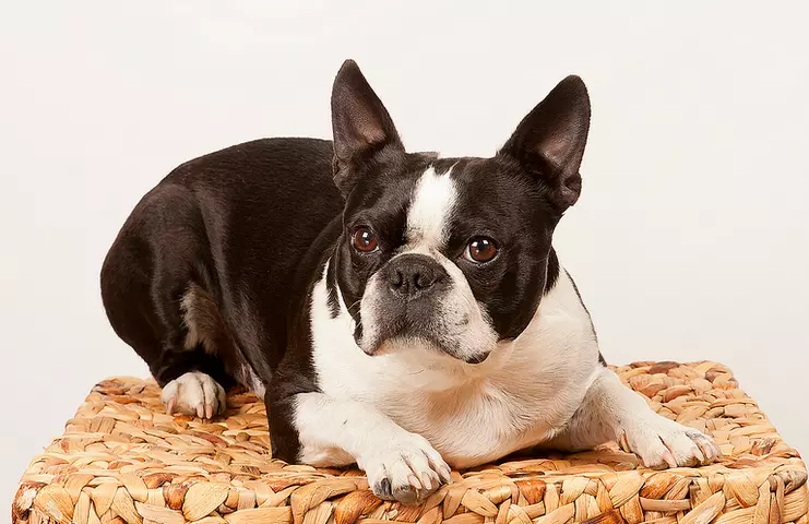 Boston terrier