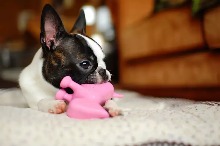 ລູກterານ້ອຍ boston terrier