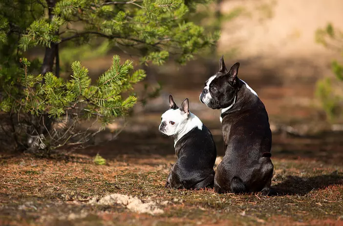 Câini Boston Terrier