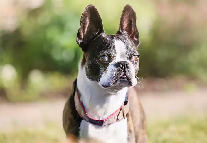 Litrato sa Boston terrier