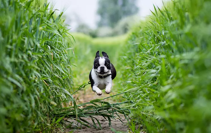 jucându-se cu boston terrier