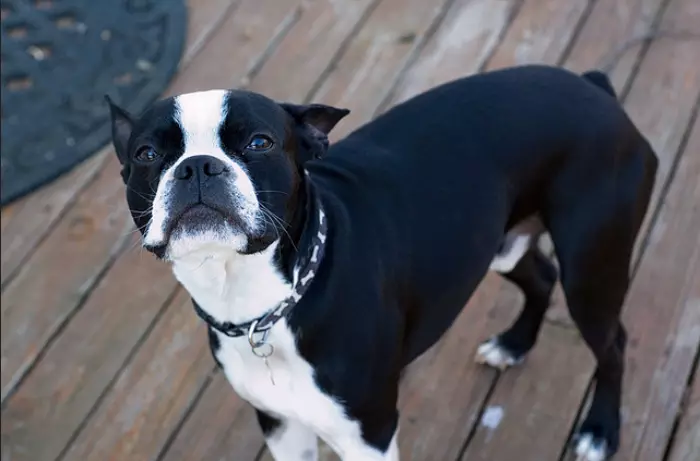 boston terrier