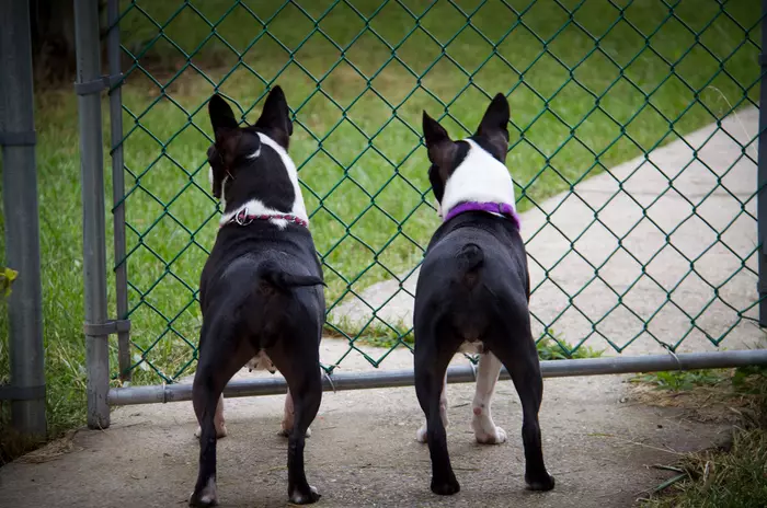 boston terrier tausiga