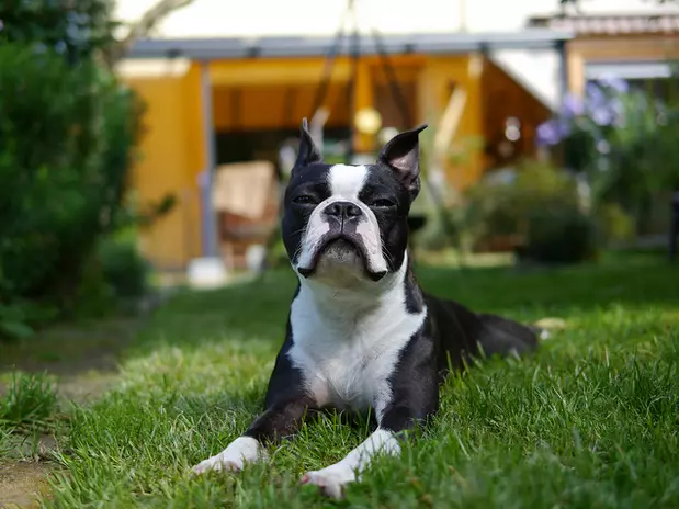 Boston terrier