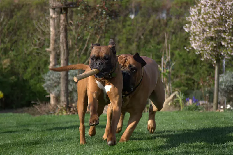 bullmastiff ခွေးများ