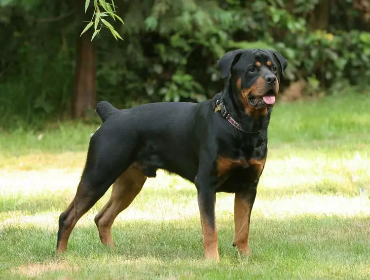 Rottweiler: beskrywing van die honderas (met foto en video) 4943_1