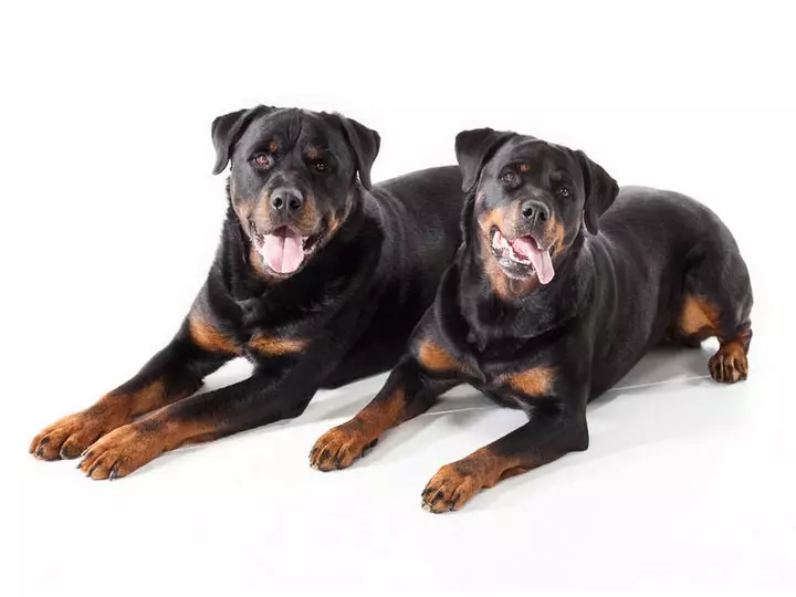 Rottweiler: คำอธิบายของสายพันธุ์สุนัข (พร้อมรูปถ่ายและวิดีโอ) 4943_11