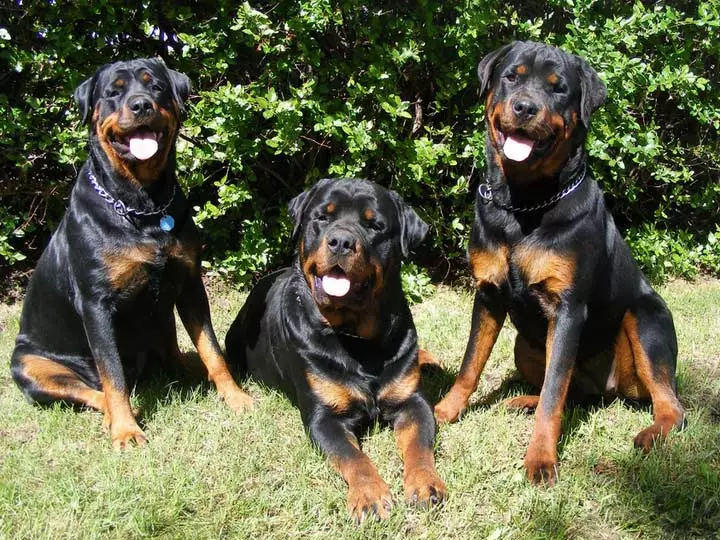 Rottweiler: deskripsi jenis anjing (dengan foto dan video) 4943_12