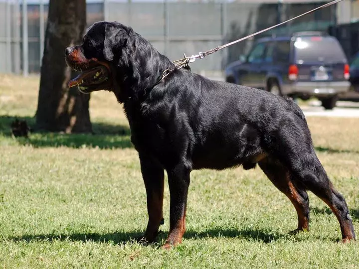 Rottweiler: deskripsi jenis anjing (dengan foto dan video) 4943_13