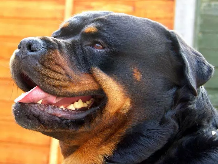 Rottweiler: deskripsi jenis anjing (dengan foto dan video) 4943_14