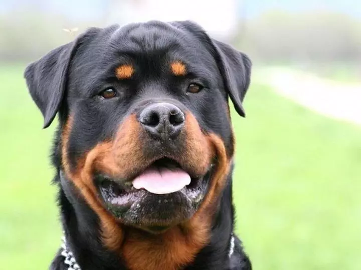 Rottweiler: beskrywing van die honderas (met foto en video) 4943_15