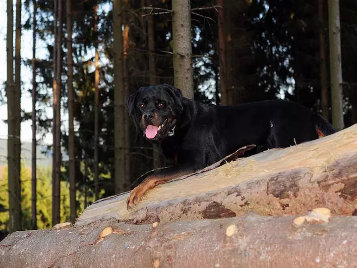 Rottweiler: descripción de la raza de perro (con foto y video) 4943_16