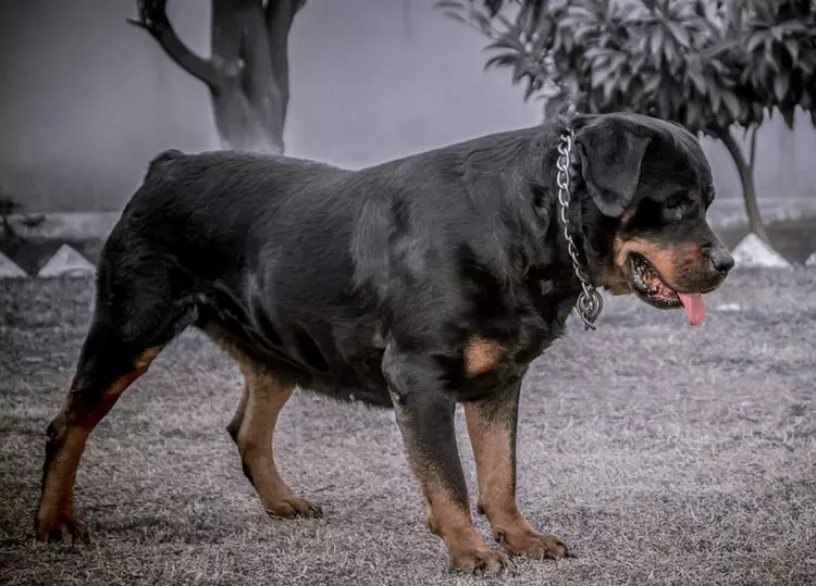 fondo de pantalla de rottweiler