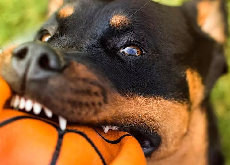 juguete para rottweiler