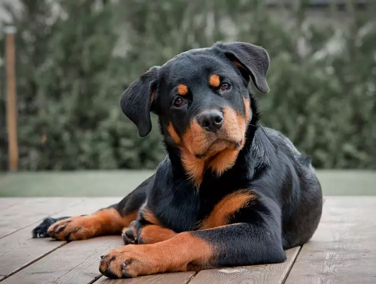 Rottweiler: beskrywing van die honderas (met foto en video) 4943_5