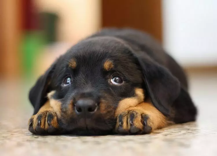 cachorro rottweiler