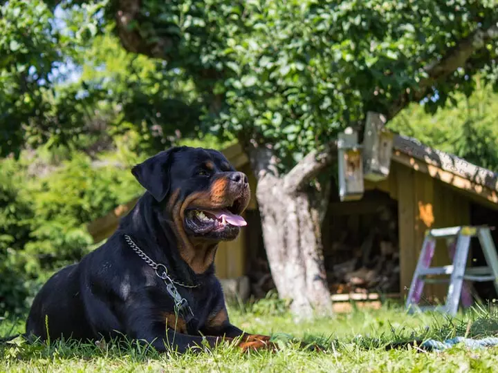 Rottweiler: deskripsi jenis anjing (dengan foto dan video) 4943_7