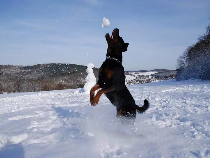 Rottweiler: it cinsinin təsviri (foto və video ilə) 4943_9