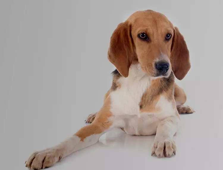 Beagle Harrier: priskribo de la hunda raso kun fotoj kaj filmetoj 4947_1