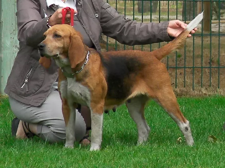 Beagle Harrier: priskribo de la hunda raso kun fotoj kaj filmetoj 4947_10