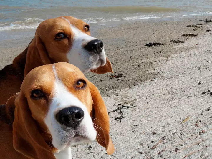 Beagle Harrier: priskribo de la hunda raso kun fotoj kaj filmetoj 4947_11