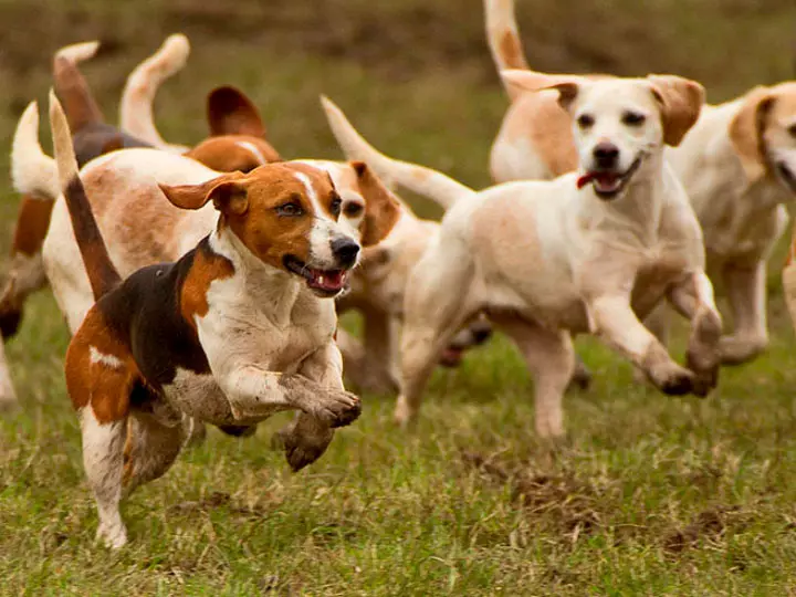 Beagle Harrier: descrición da raza do can con fotos e vídeos 4947_13