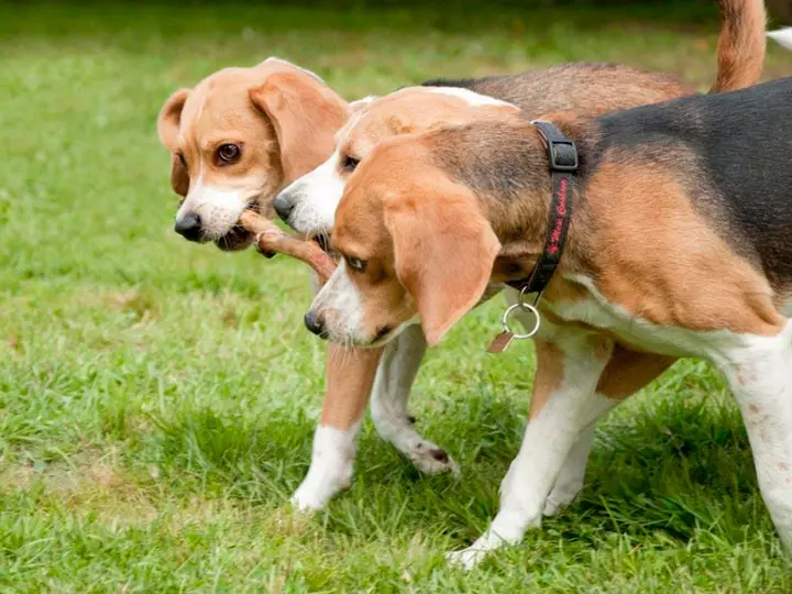 Beagle Harrier: faʻamatalaga o le maile taʻifau ma ata ma vitio 4947_14