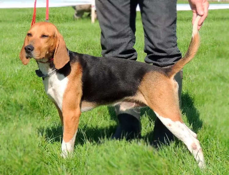 Beagle Harrier: priskribo de la hunda raso kun fotoj kaj filmetoj 4947_2