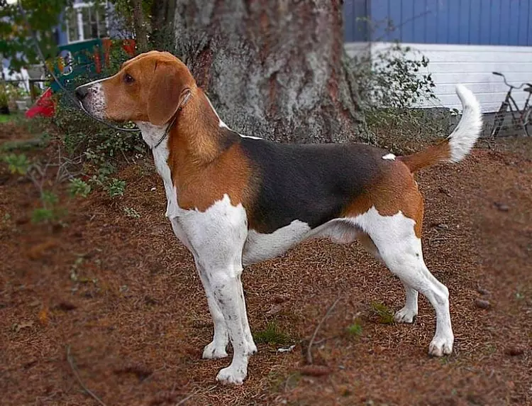 Beagle Harrier: faʻamatalaga o le maile taʻifau ma ata ma vitio 4947_3