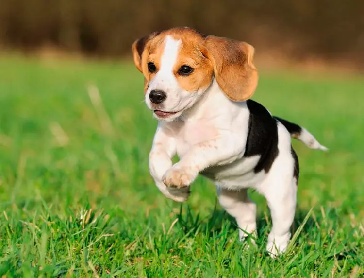 Beagle Harrier: faʻamatalaga o le maile taʻifau ma ata ma vitio 4947_4