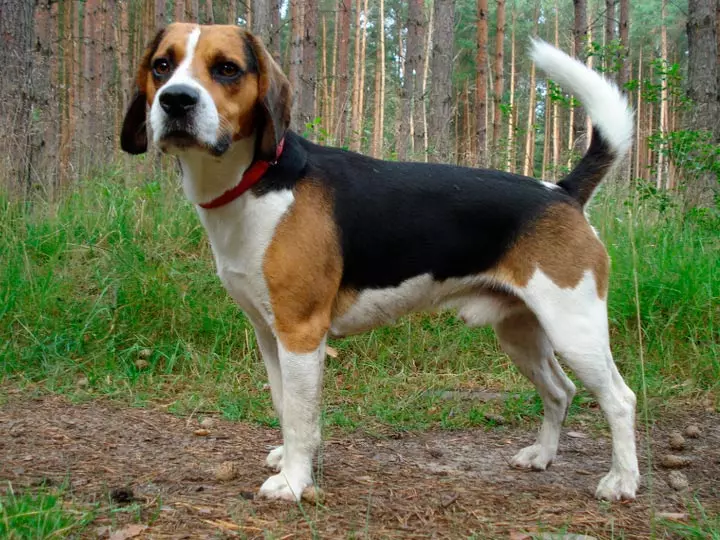 Beagle Harrier: priskribo de la hunda raso kun fotoj kaj filmetoj 4947_5