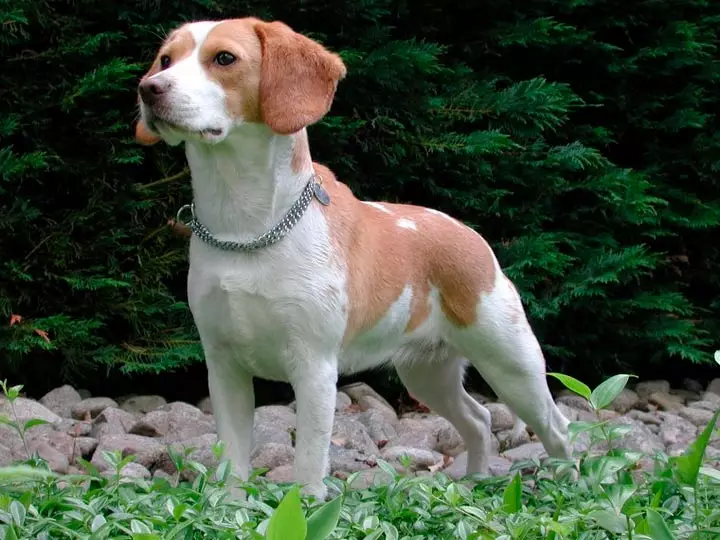 Beagle Harrier: faʻamatalaga o le maile taʻifau ma ata ma vitio 4947_6