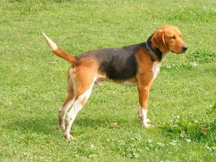 Beagle Harrier: faʻamatalaga o le maile taʻifau ma ata ma vitio 4947_7