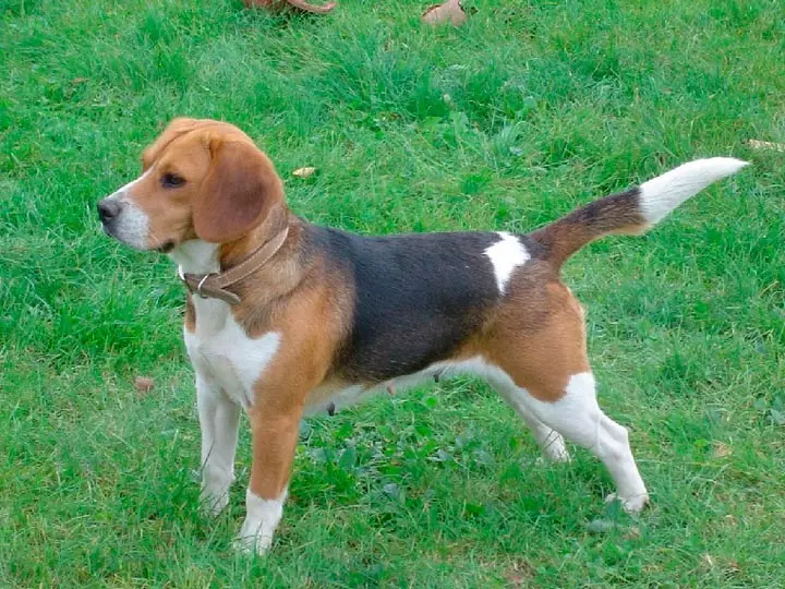 Beagle Harrier: faʻamatalaga o le maile taʻifau ma ata ma vitio 4947_8