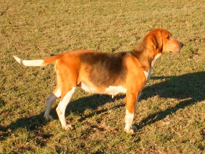 Beagle Harrier: faʻamatalaga o le maile taʻifau ma ata ma vitio 4947_9