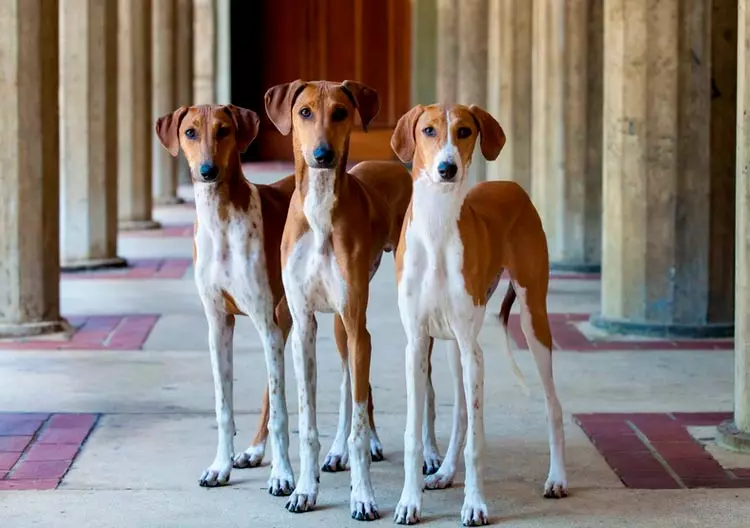 tres perros Azawakh