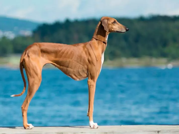 Azawak (afrikanesche Greyhound): Beschreiwung vun der Rass mat Fotoen a Videoen 4949_10